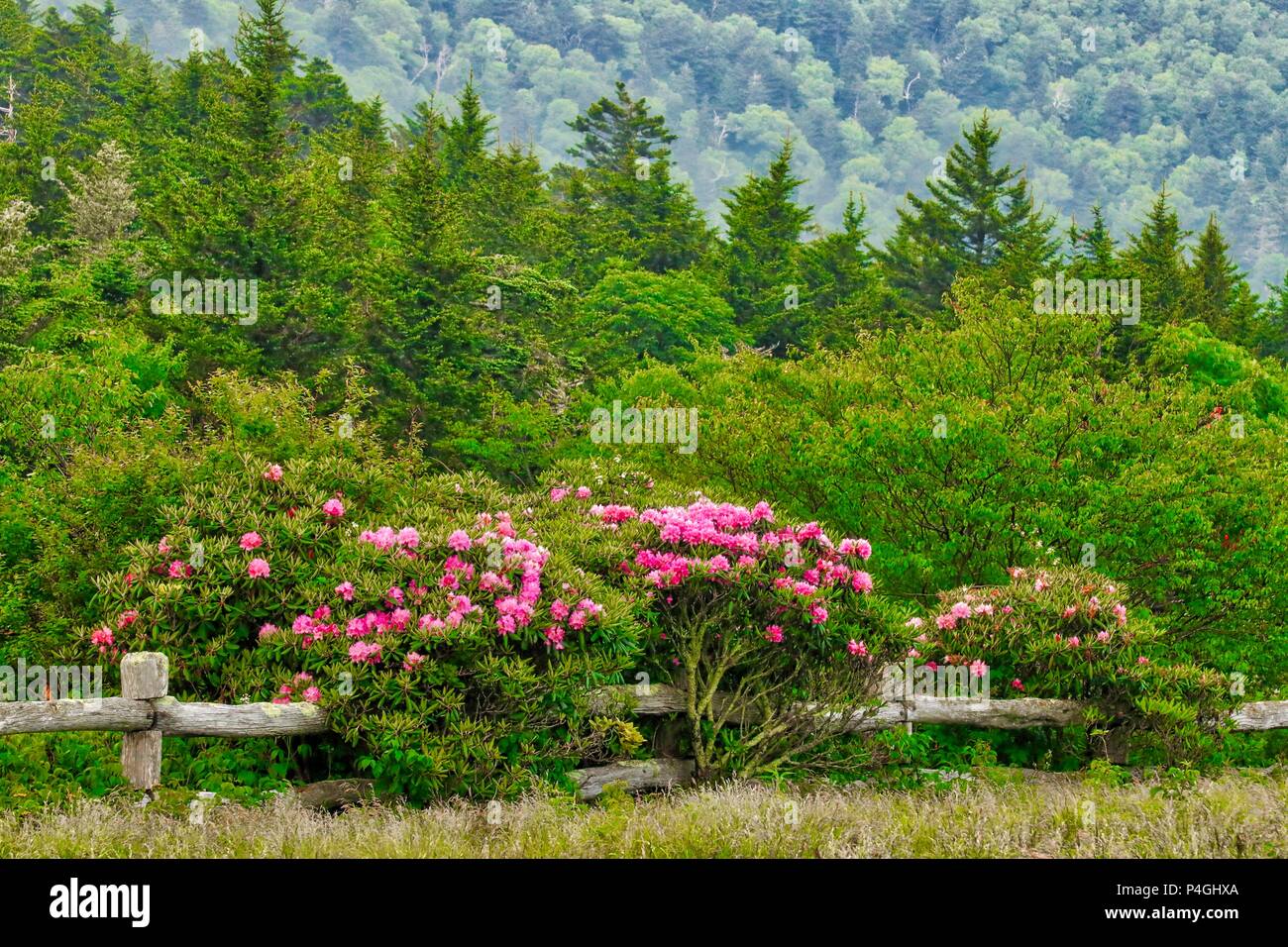 Craggy Tree on the Craggy Gardens trail on the Blue Ridge Parkway ...