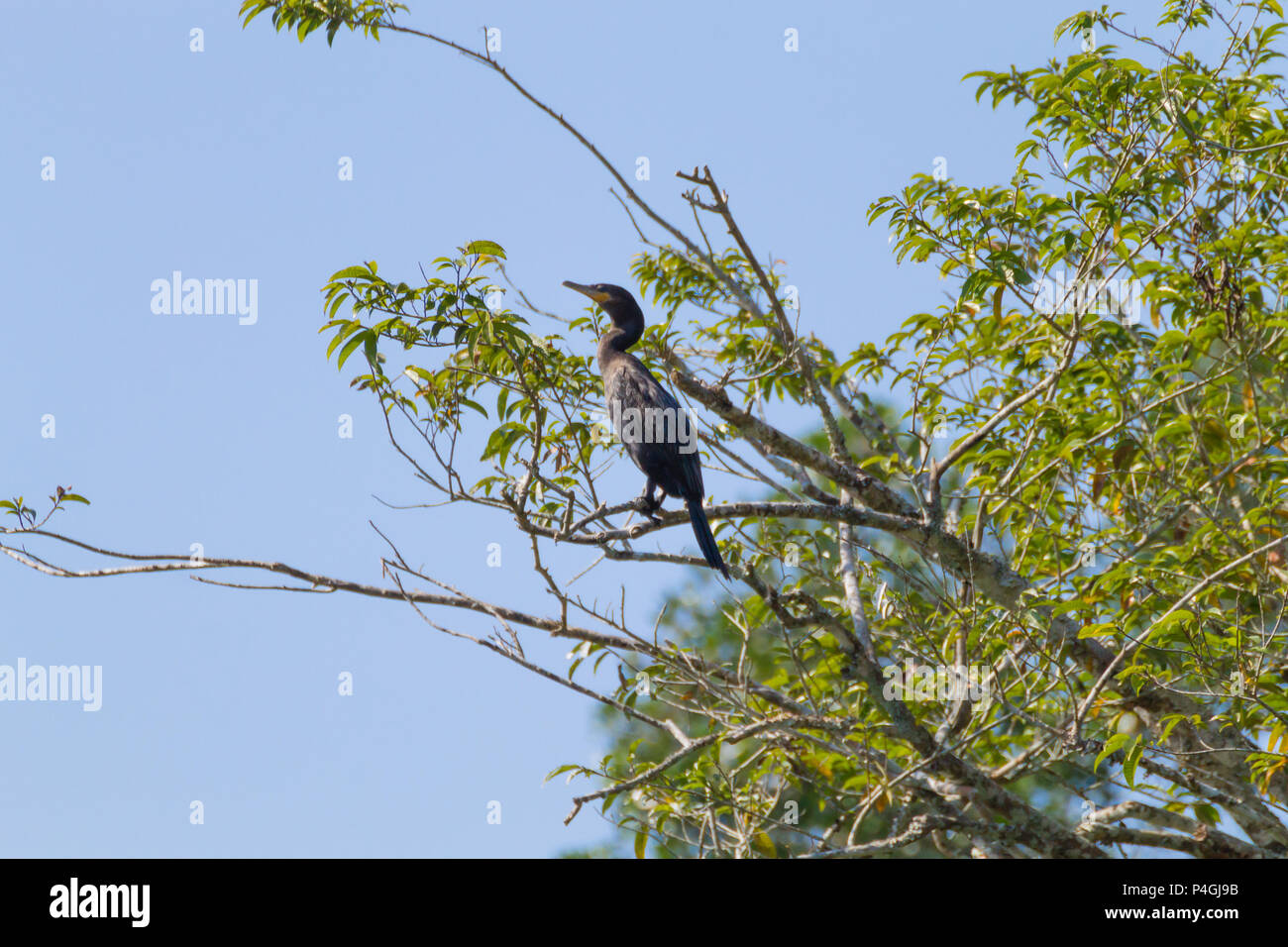 Neotropic cormorant on the nature in Pantanal, Brazil. Brazilian ...