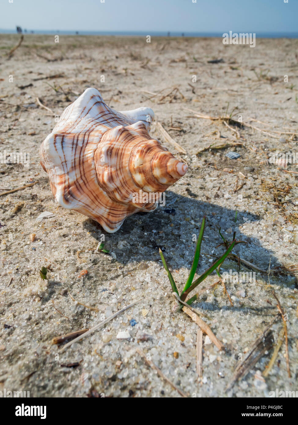 Close-up of a striped Helix Helix (Pleuroploca trapezium) at the German ...