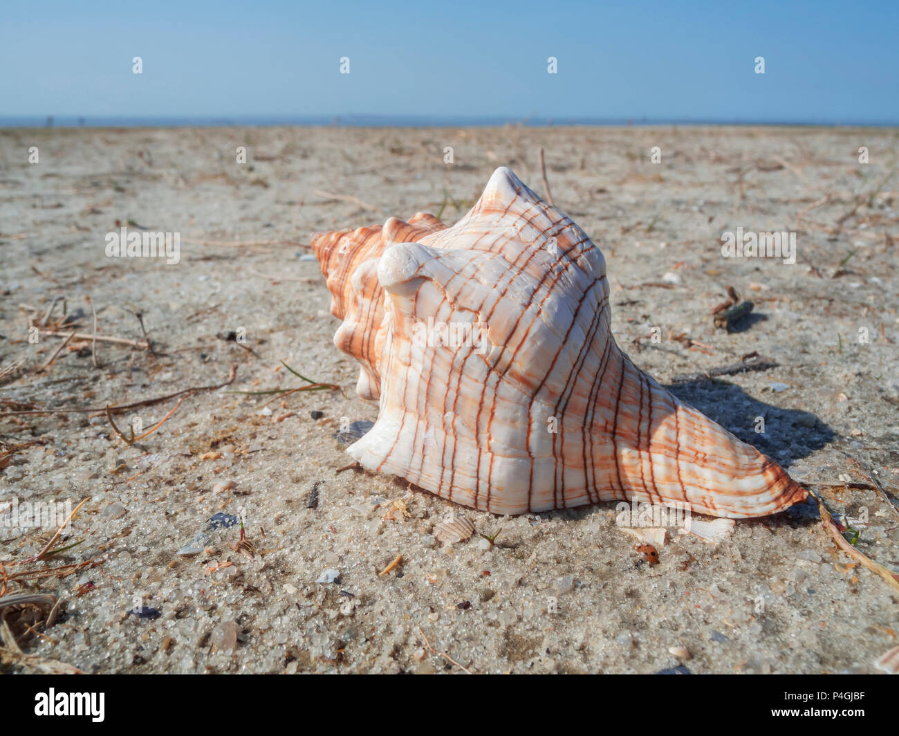 Trapezium hi-res stock photography and images - Alamy