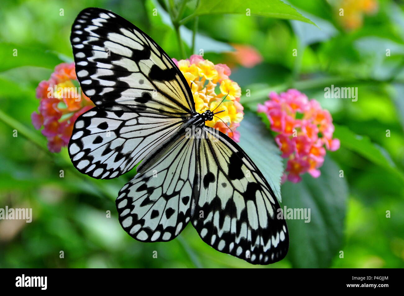 Large tree nymph butterflies hi-res stock photography and images - Alamy