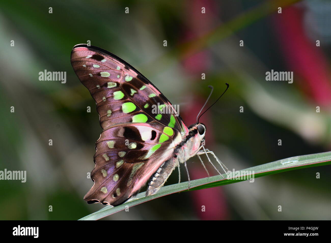 A Tailed Jay butterfly lands in the gardens for a visit Stock Photo - Alamy
