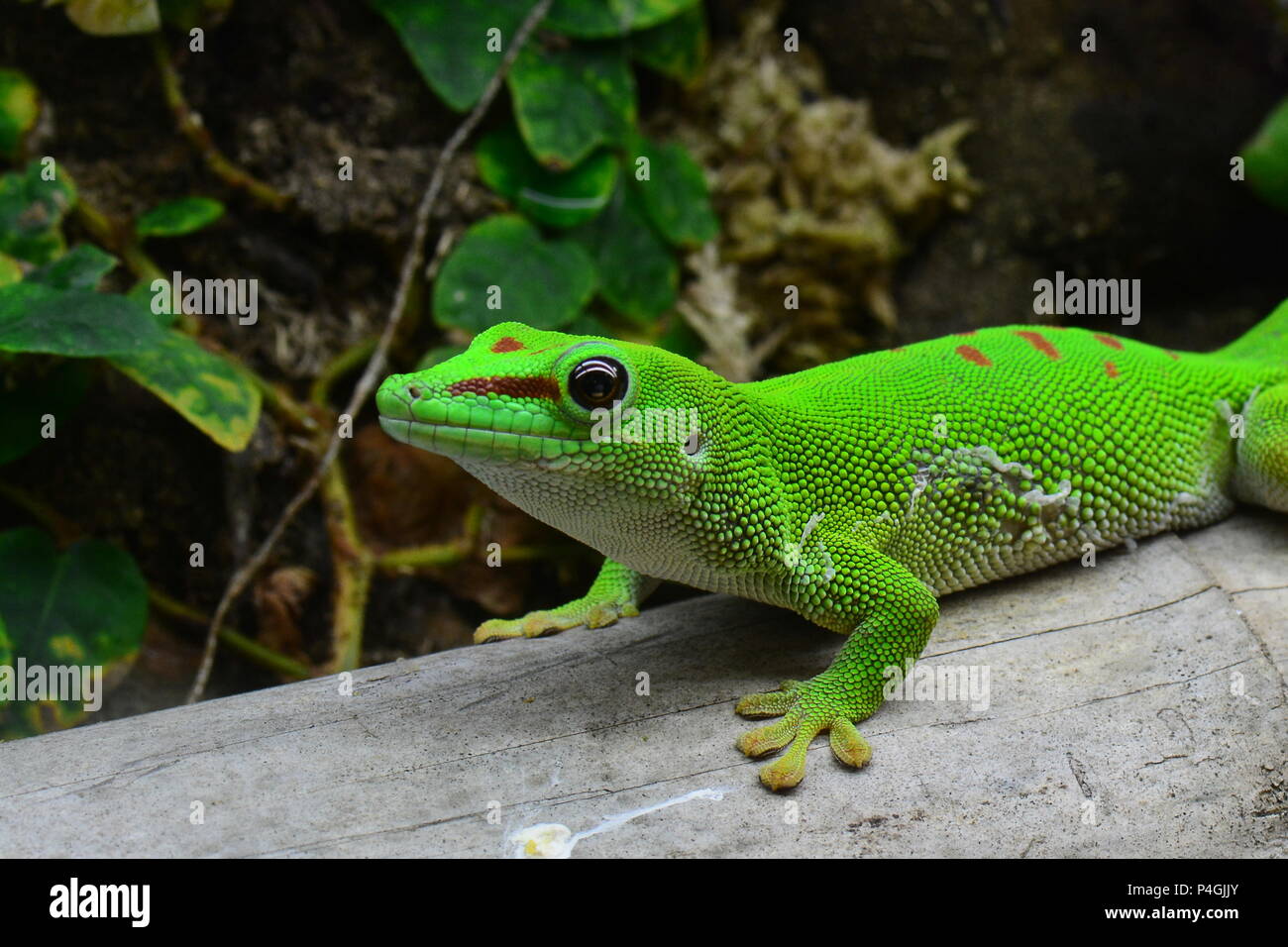Green gecko hi-res stock photography and images - Alamy