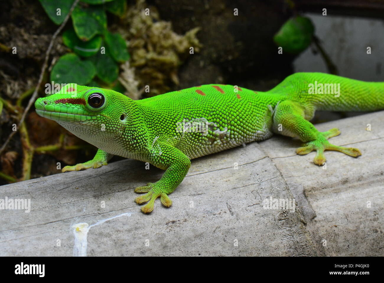 Gecko feet hi-res stock photography and images - Alamy
