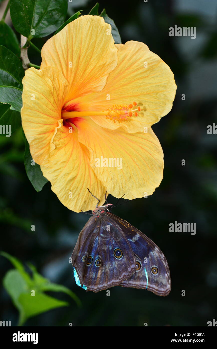 Butterfly on hibiscus flower hi-res stock photography and images - Alamy