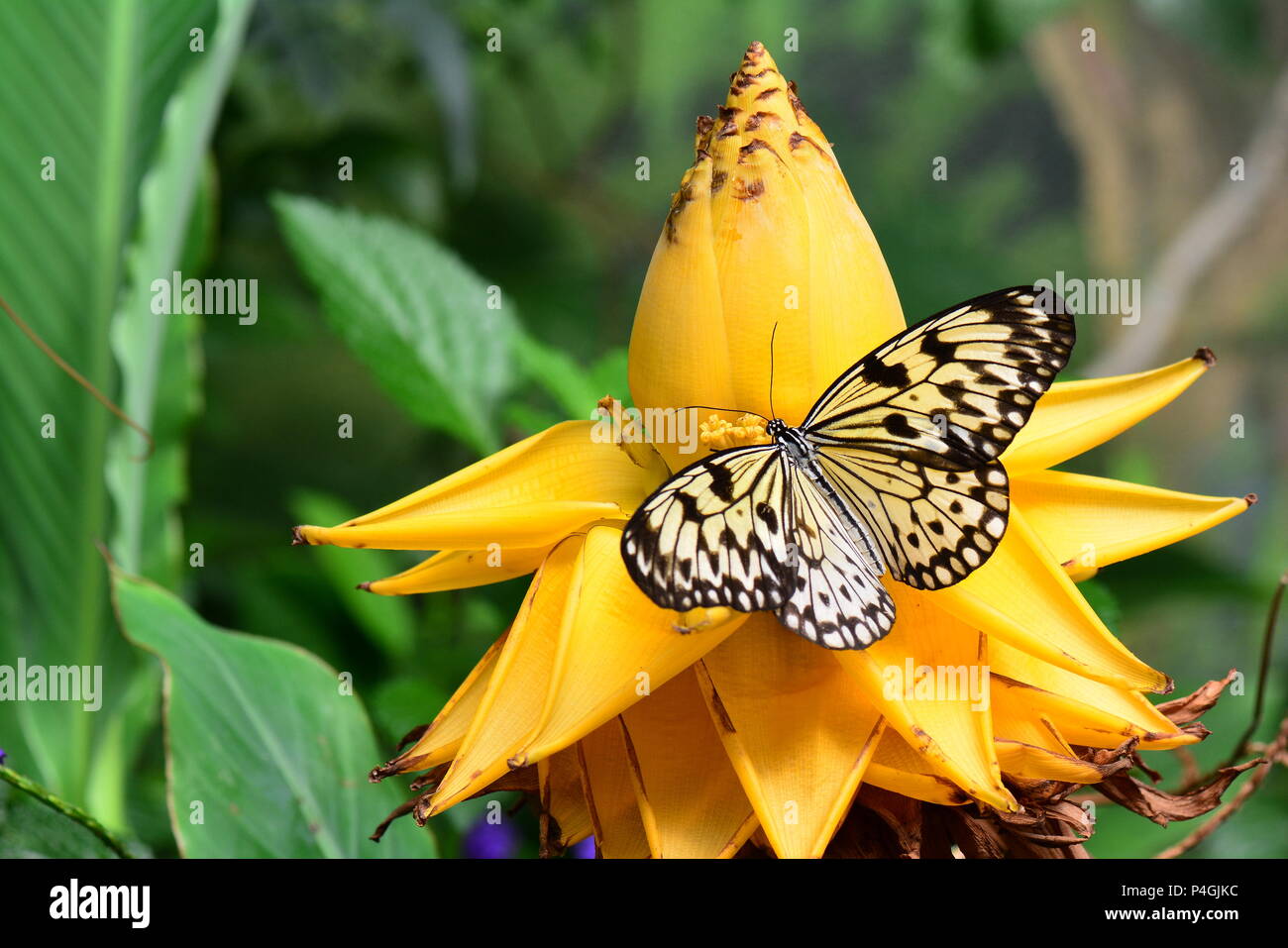 Large tree nymph butterfly lands on a banana flower Stock Photo - Alamy