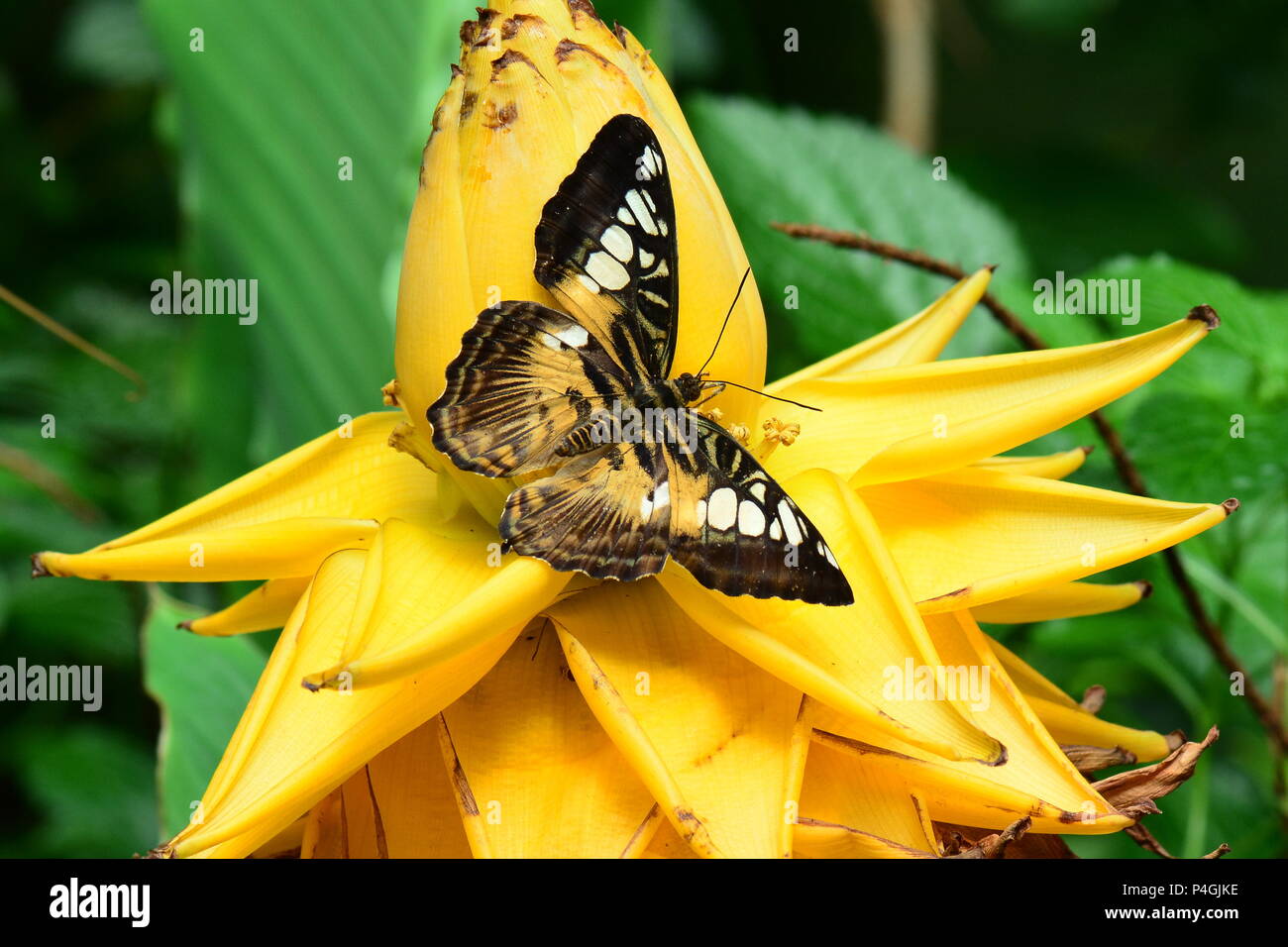 Philippine butterfly hi-res stock photography and images - Alamy