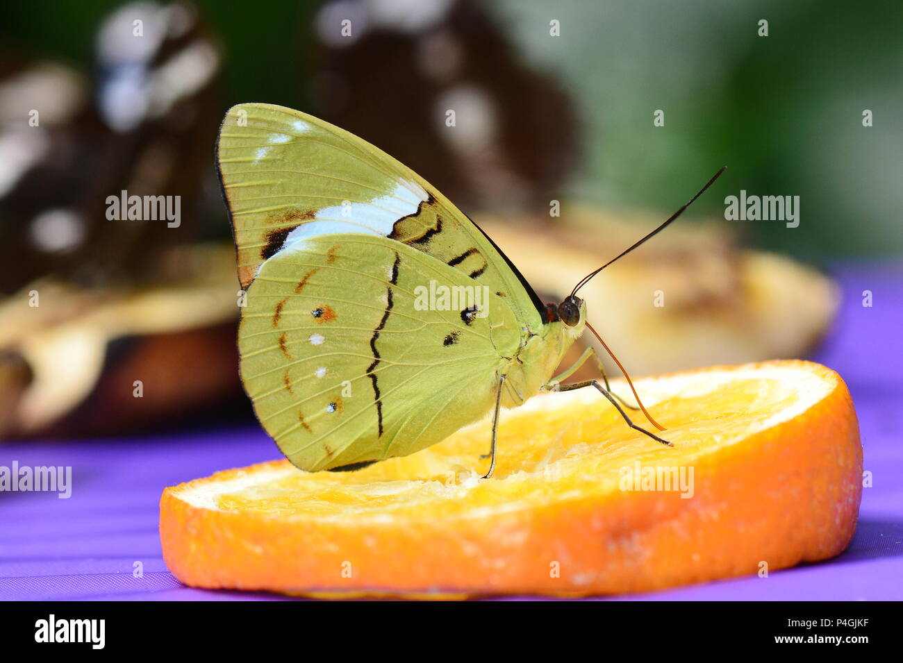 Common olive wing butterfly hi-res stock photography and images - Alamy