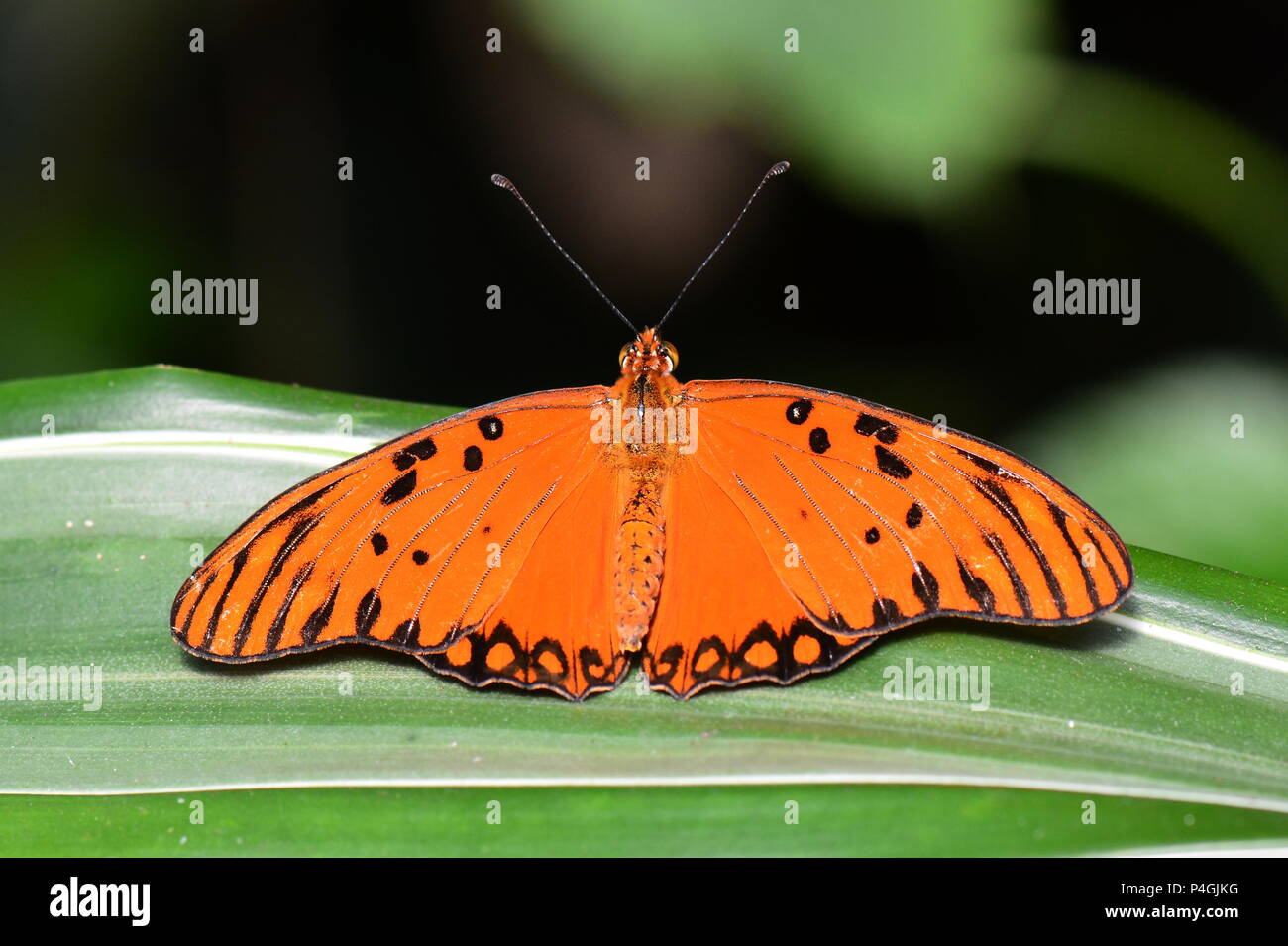 A Gulf Fritillary butterfly Stock Photo - Alamy