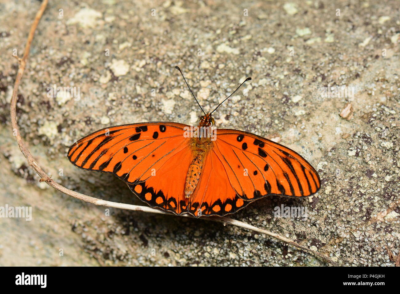 A Gulf Fritillary butterfly Stock Photo - Alamy