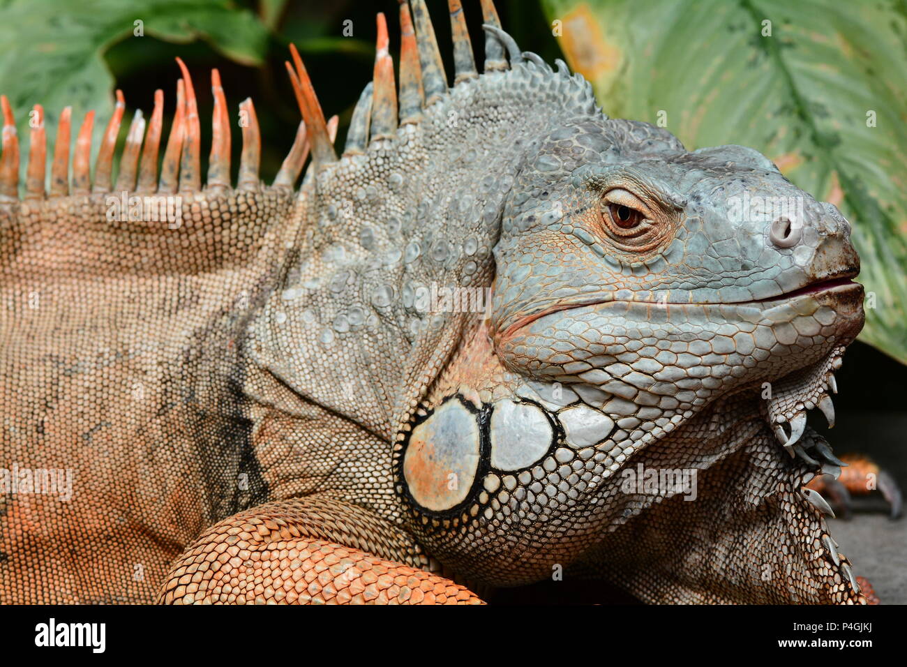 Large green male iguana Stock Photo - Alamy
