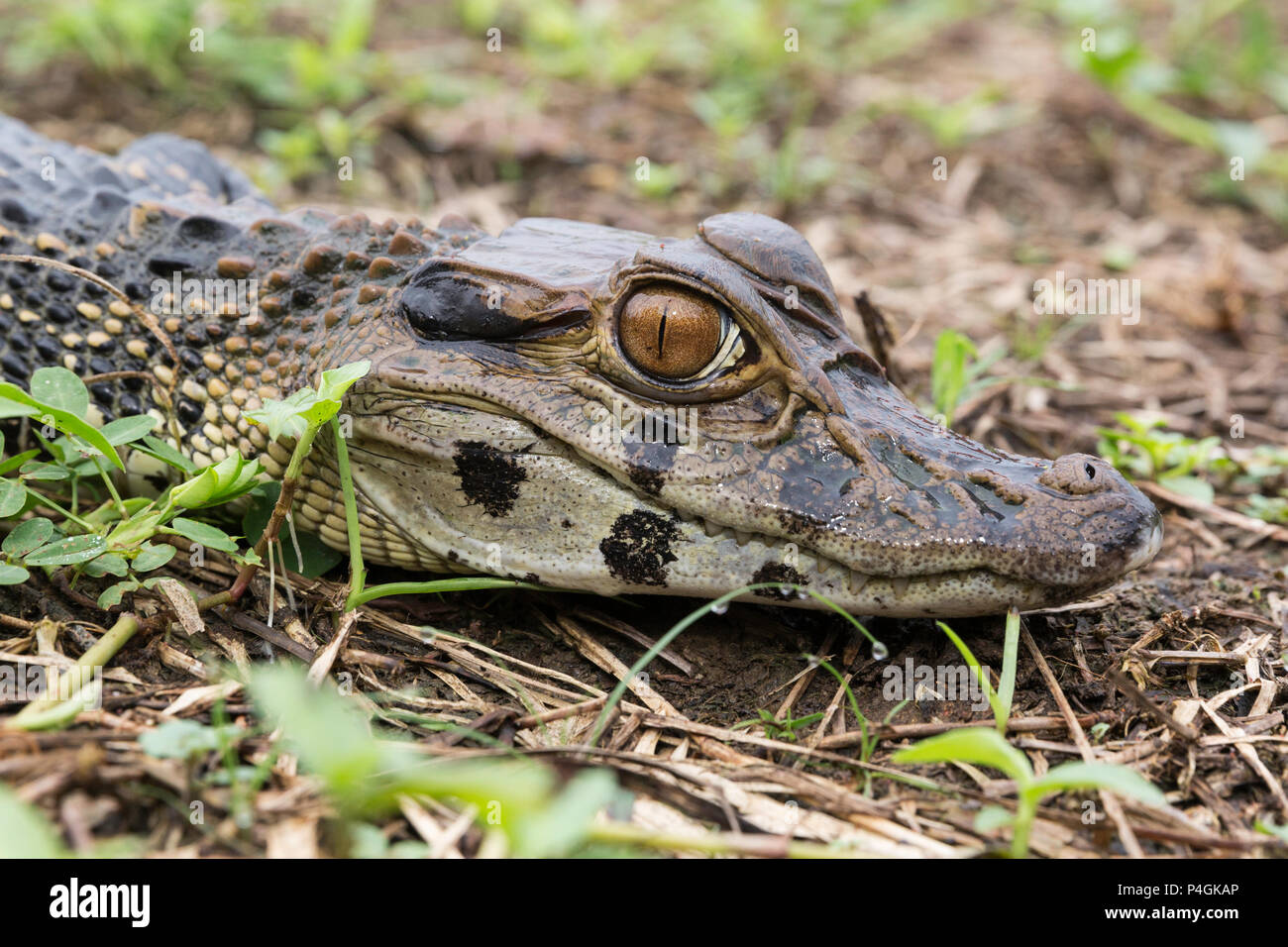 Black Caiman Amazon Rainforest