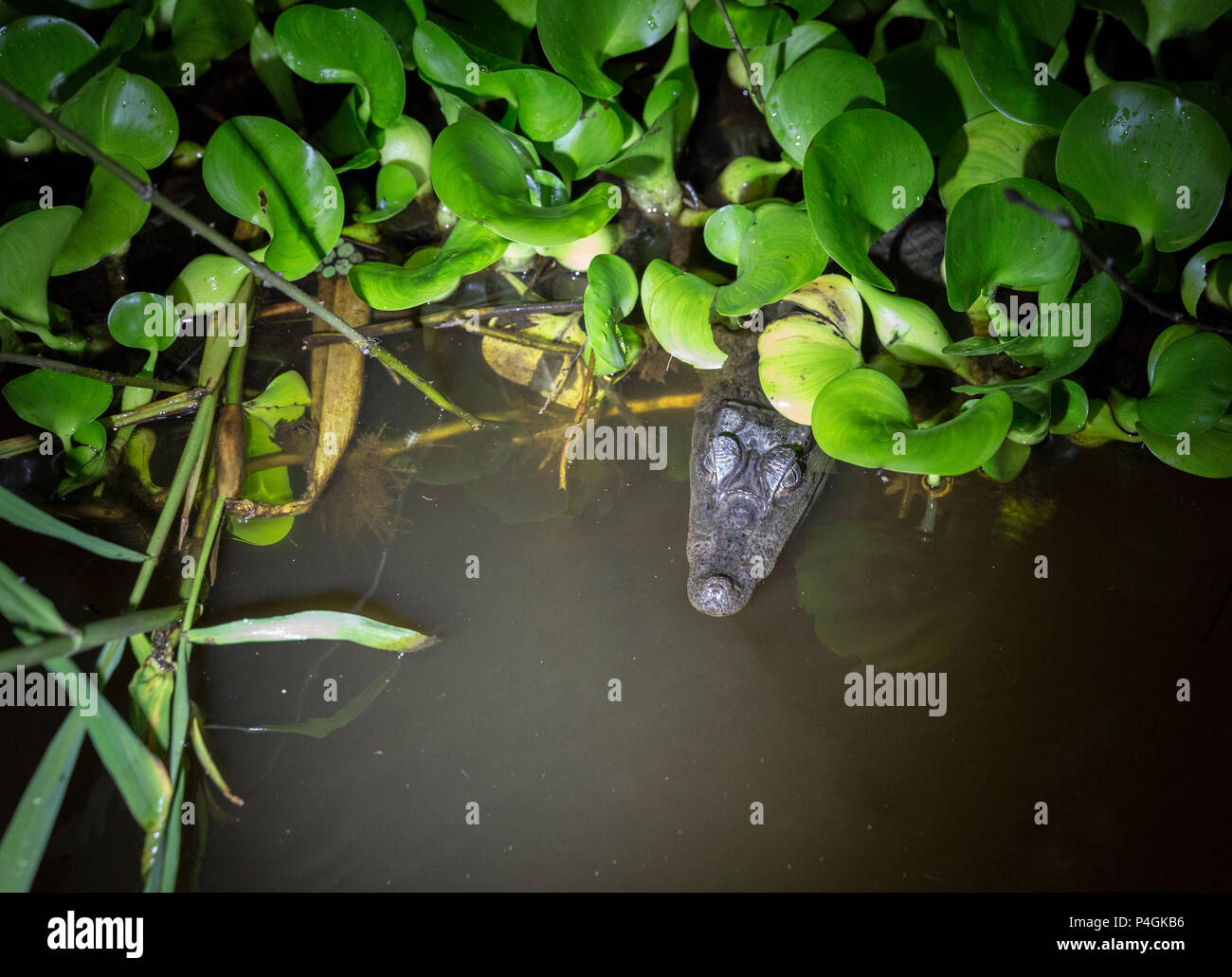 Dorado river peru caiman hi-res stock photography and images - Alamy