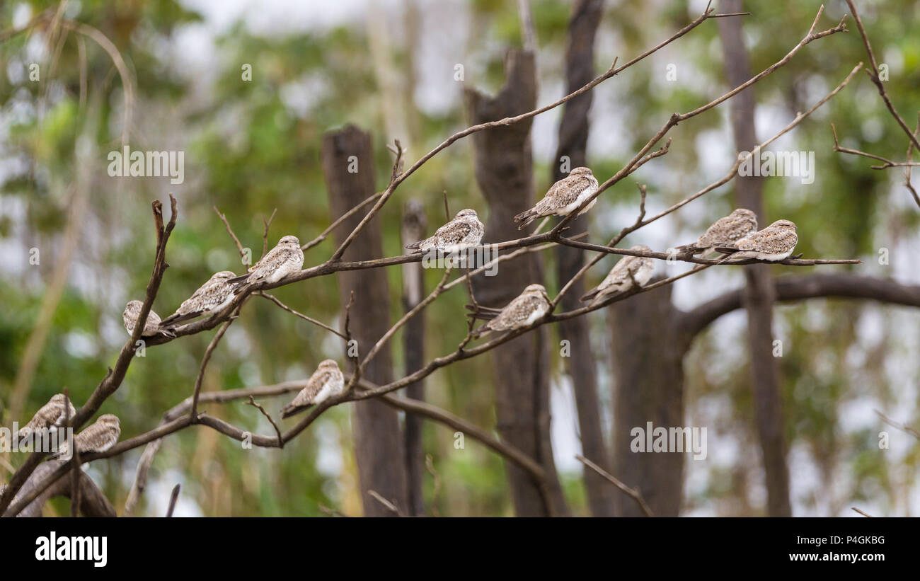 Nighthawks hi-res stock photography and images - Alamy