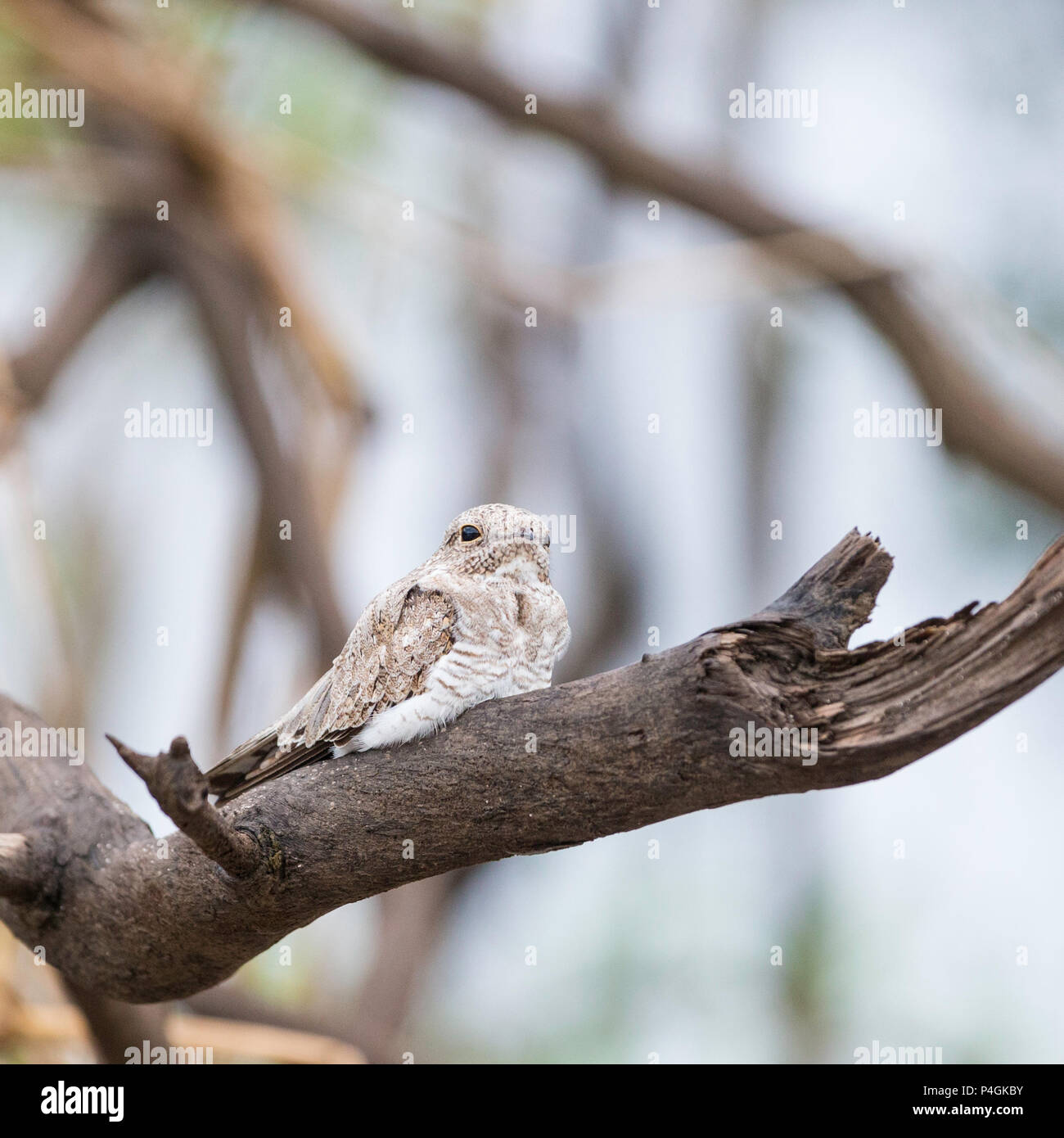 Adult sand-colored nighthawks, Chordeiles rupestris, Puerto Miguel ...
