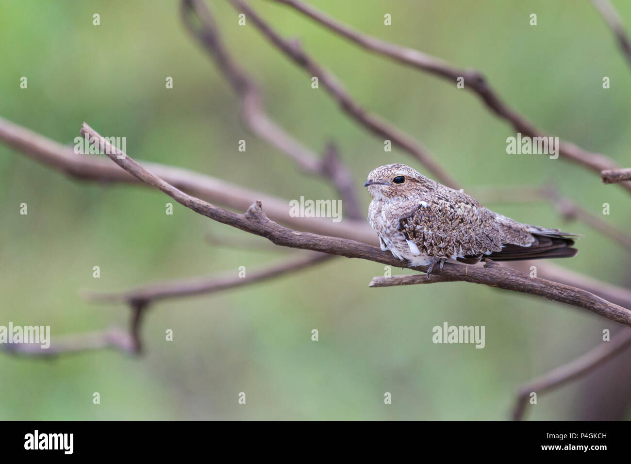 Adult sand-colored nighthawk, Chordeiles rupestris, Puerto Miguel ...