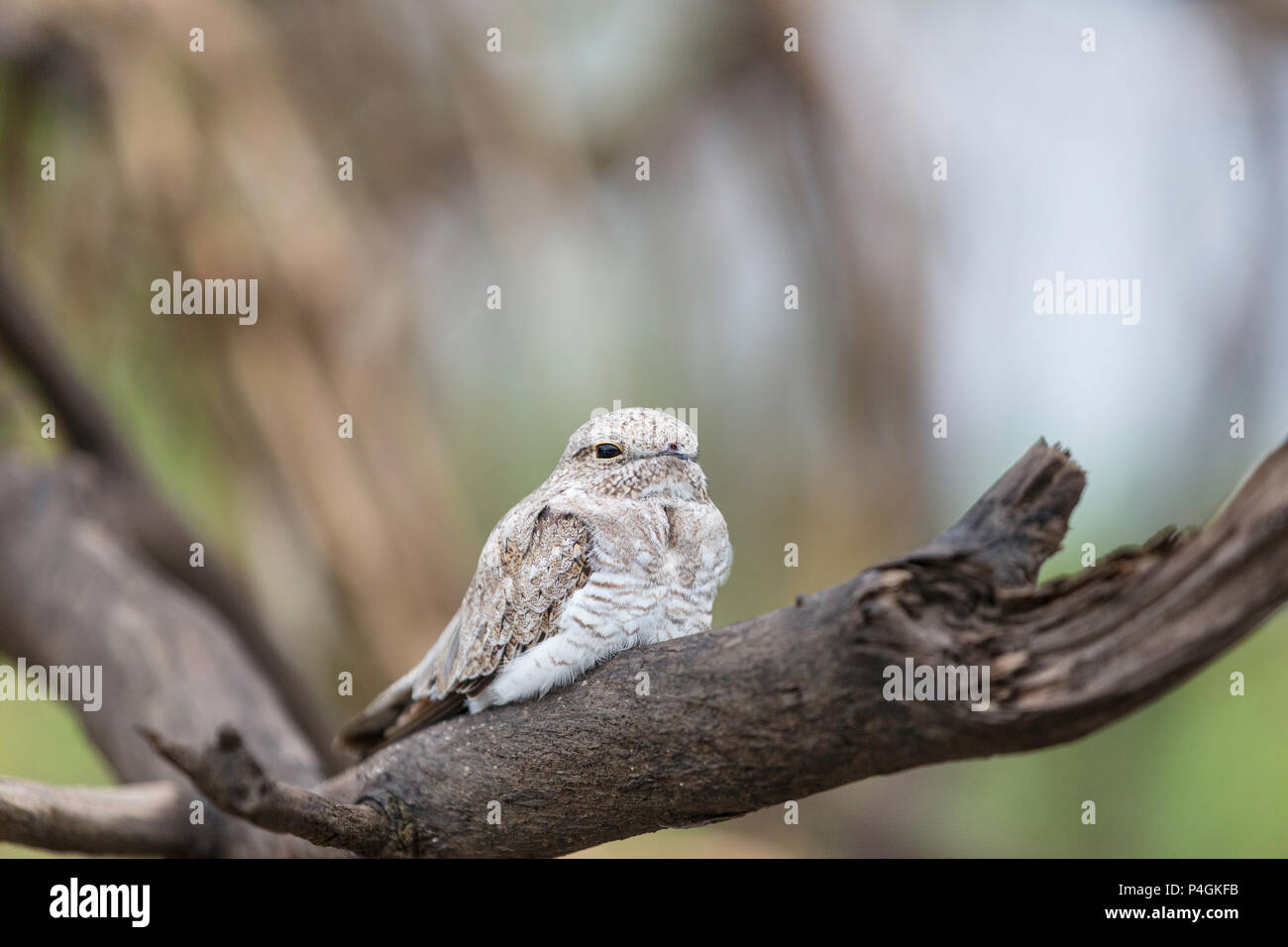 Adult sand-colored nighthawk, Chordeiles rupestris, Puerto Miguel ...