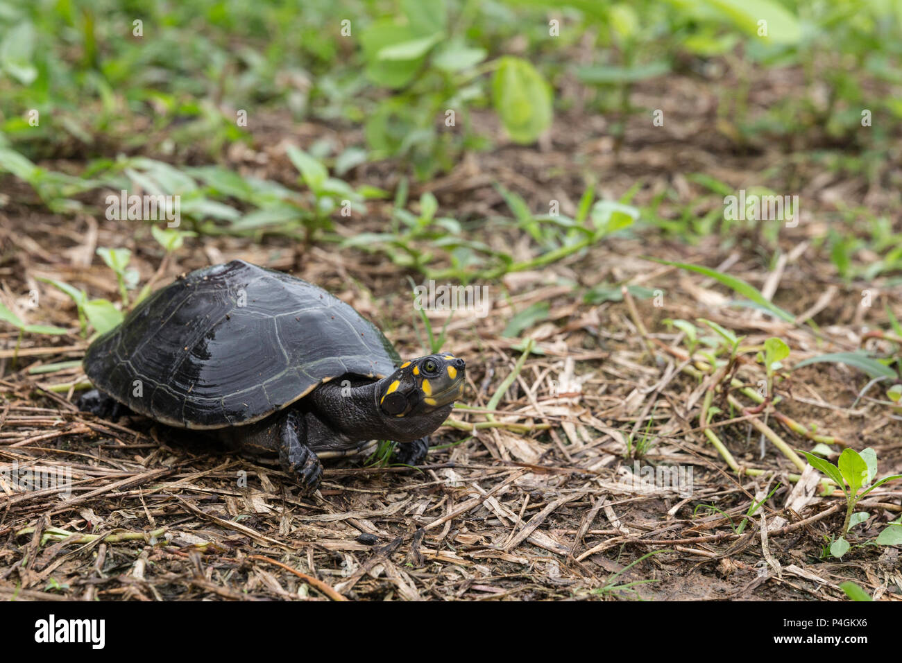 Yellow spotted river turtle hi-res stock photography and images - Alamy