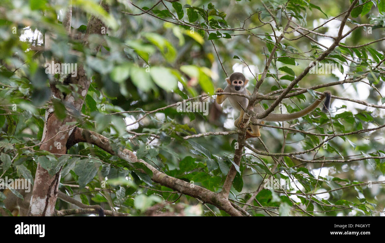 Adult common squirrel monkey, Saimiri sciureus, in the trees on the ...