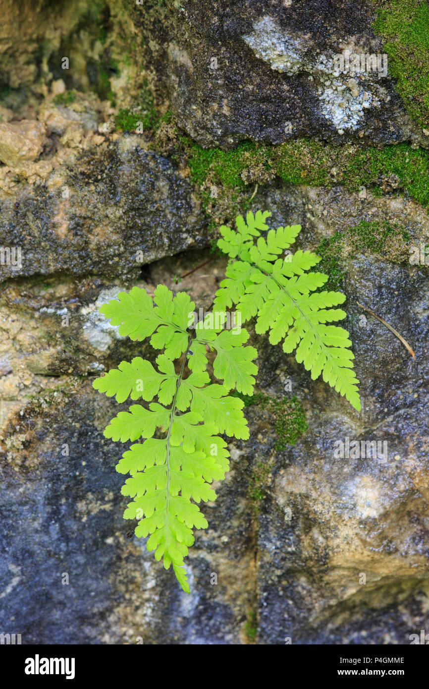 Two ferns hi-res stock photography and images - Alamy