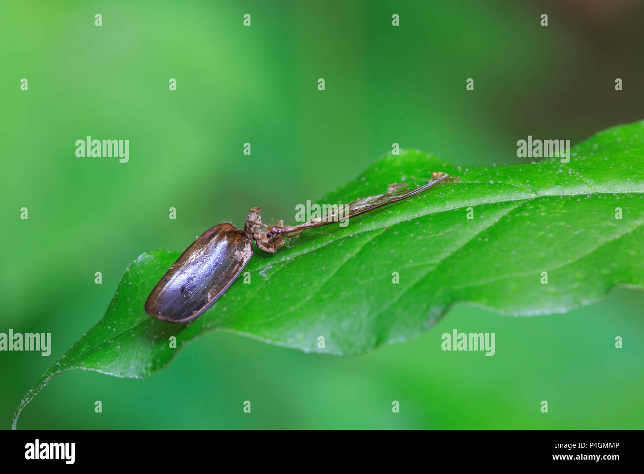 Beetle remains hi-res stock photography and images - Alamy