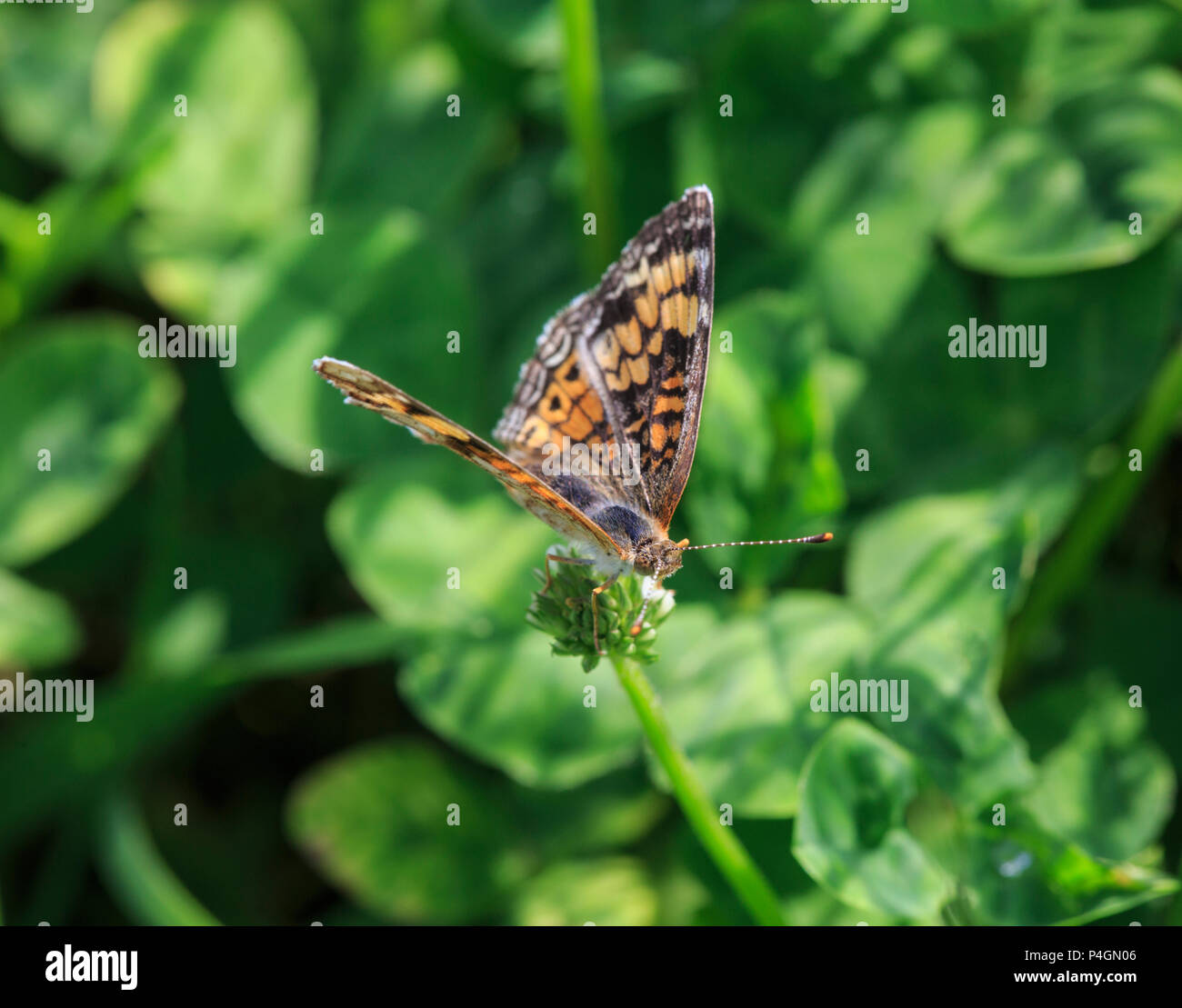 Pearl crescent butterfly hi-res stock photography and images - Alamy