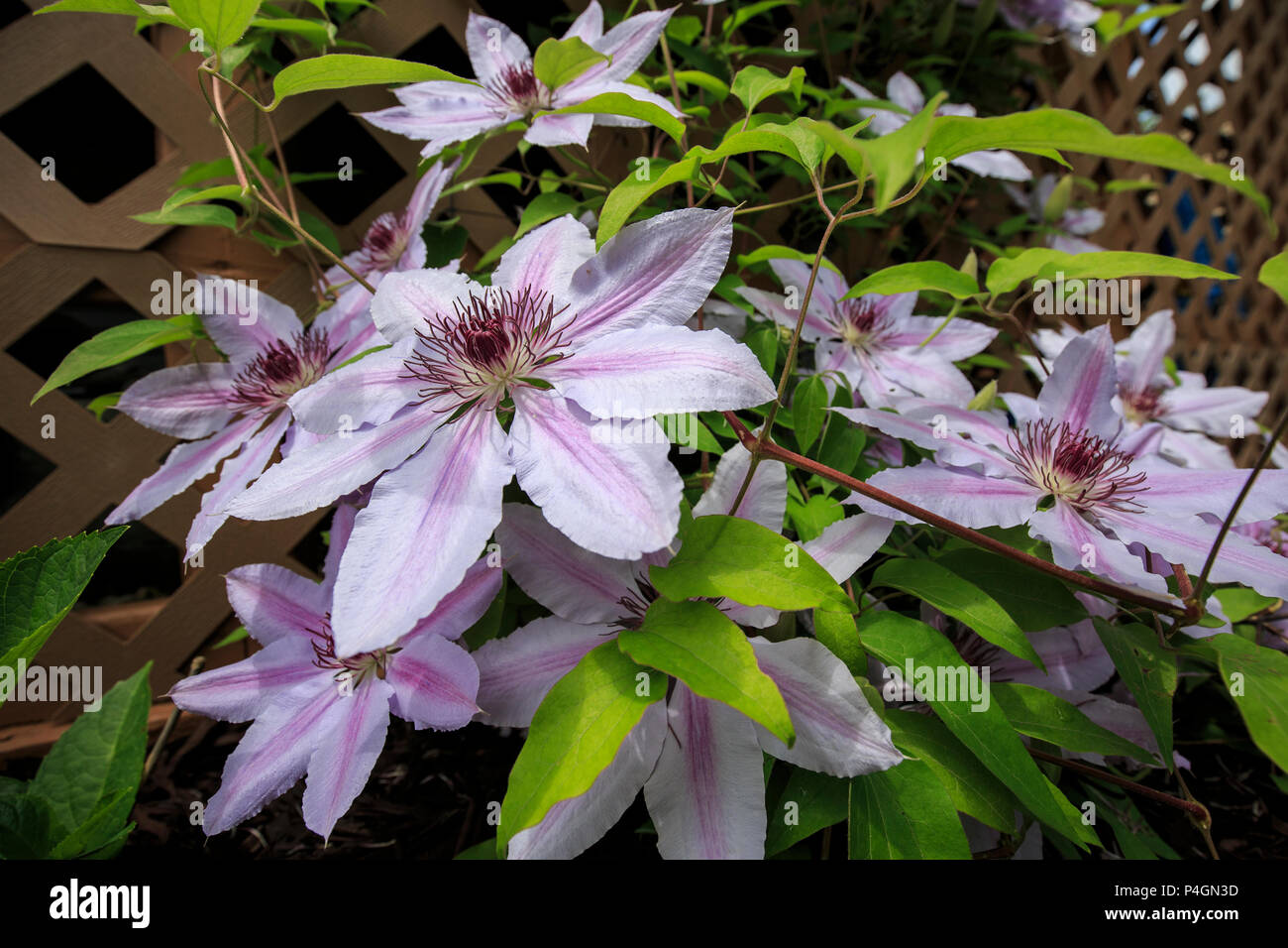 Trellis garden clematis hi-res stock photography and images - Alamy