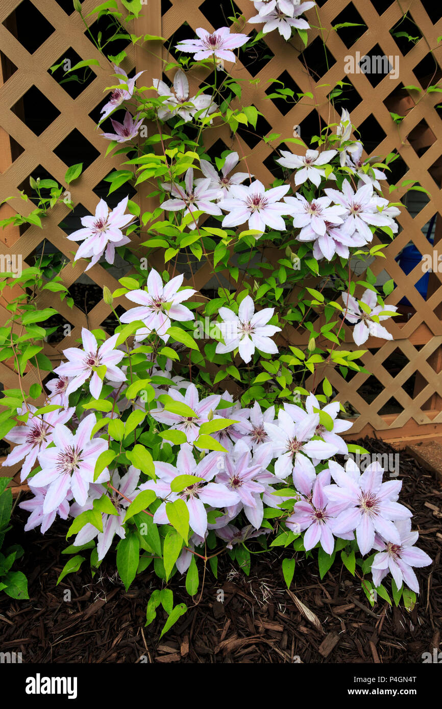 Trellis garden clematis hi-res stock photography and images - Alamy