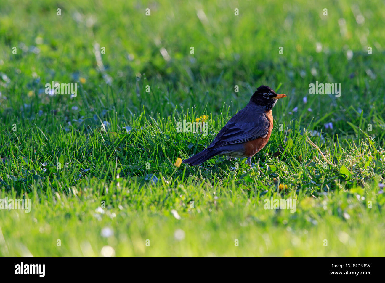 American robin on grass hi-res stock photography and images - Alamy