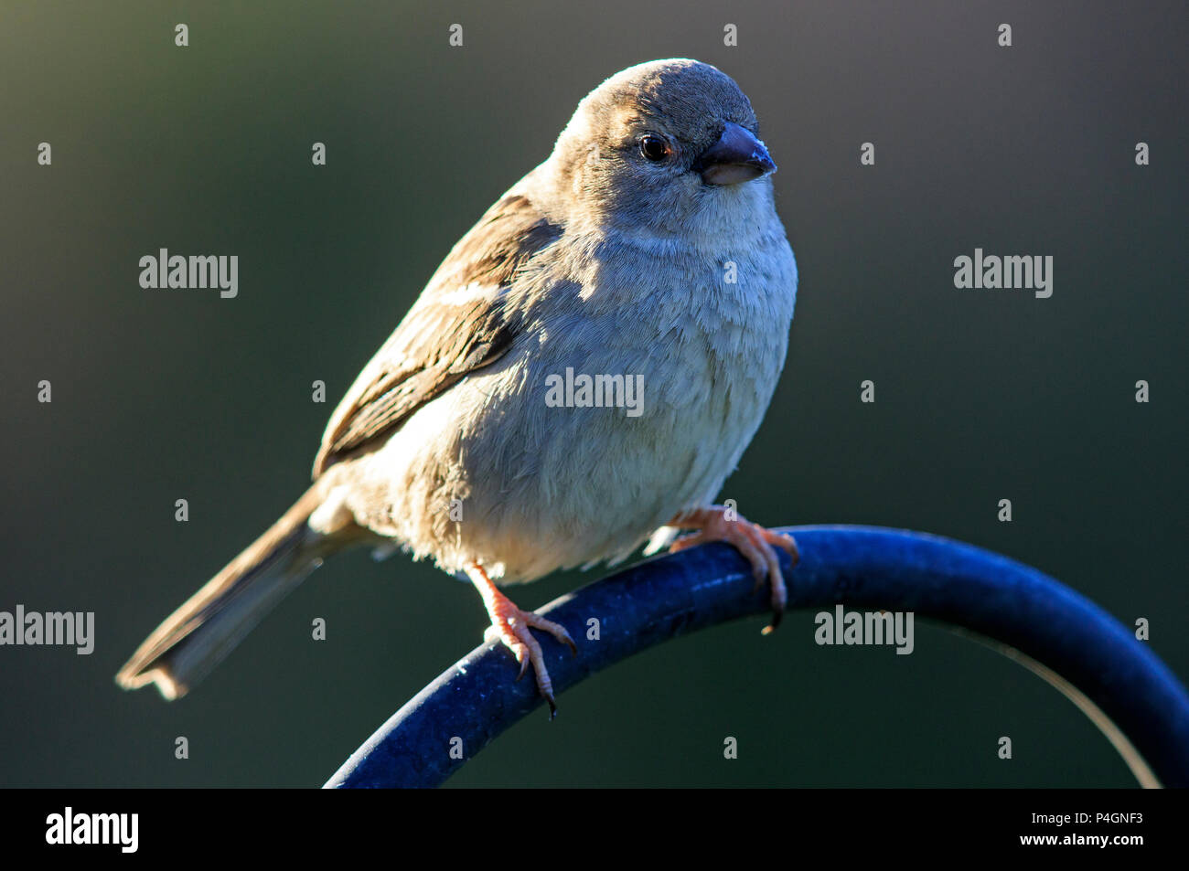 Female passer by hi-res stock photography and images - Alamy