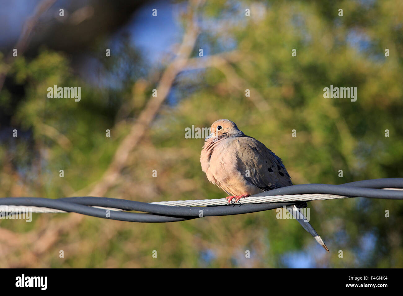 Dove on a wire hi-res stock photography and images - Alamy