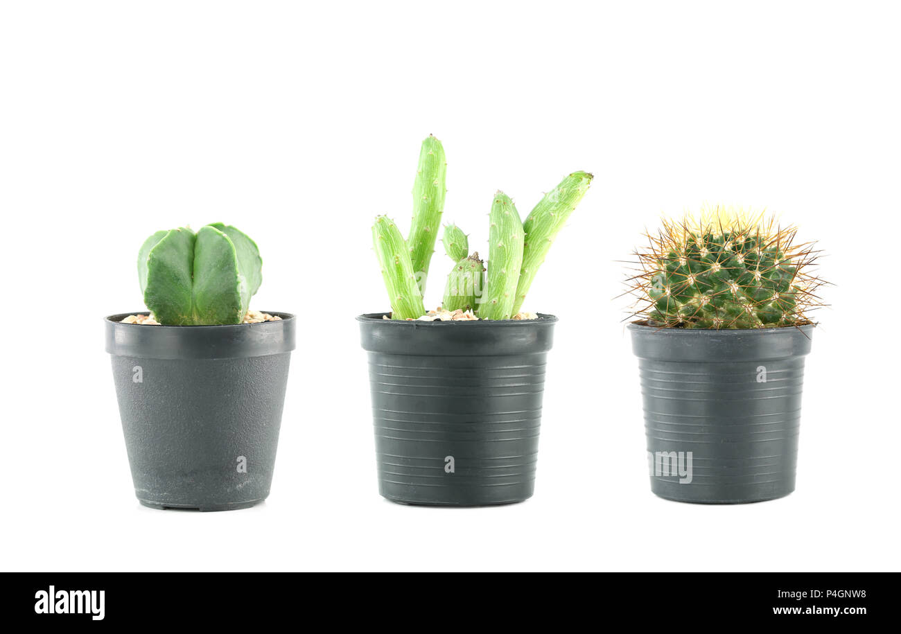 fresh green cactus in a plastic flower pots of Collection set isolated ...