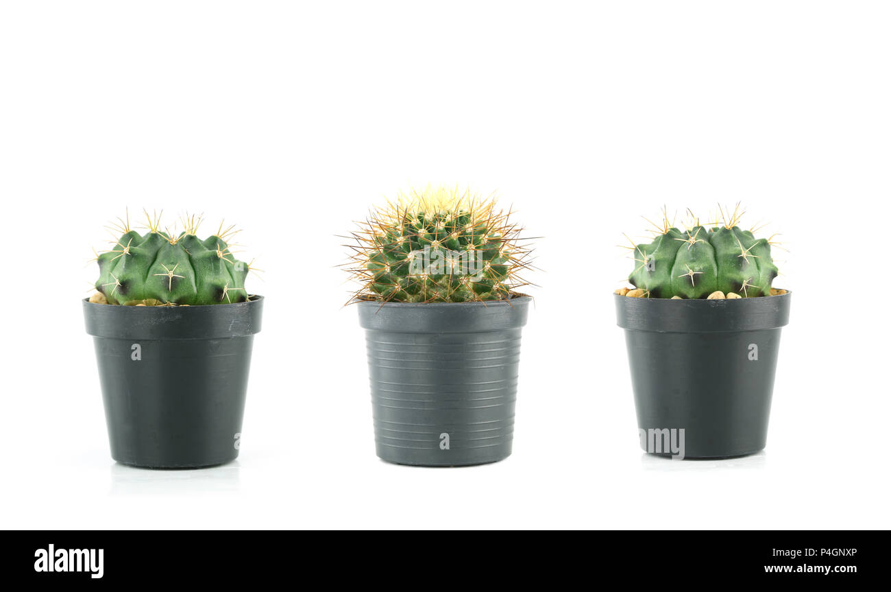 fresh green cactus in a plastic flower pots of Collection set isolated ...