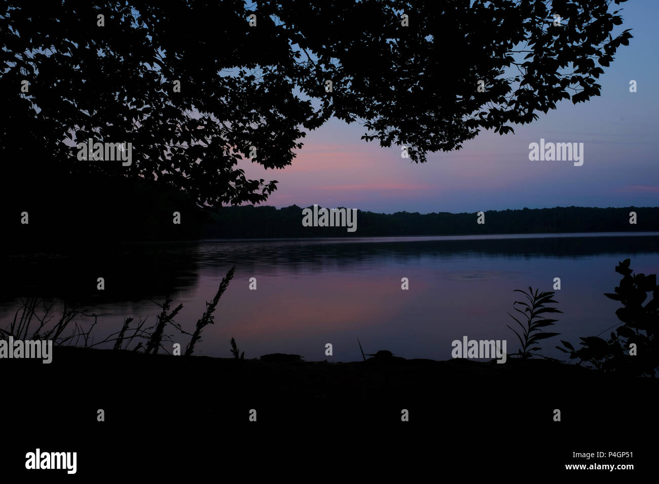 Tree canopy silhouetted by the twilight sky and the lake's reflections ...