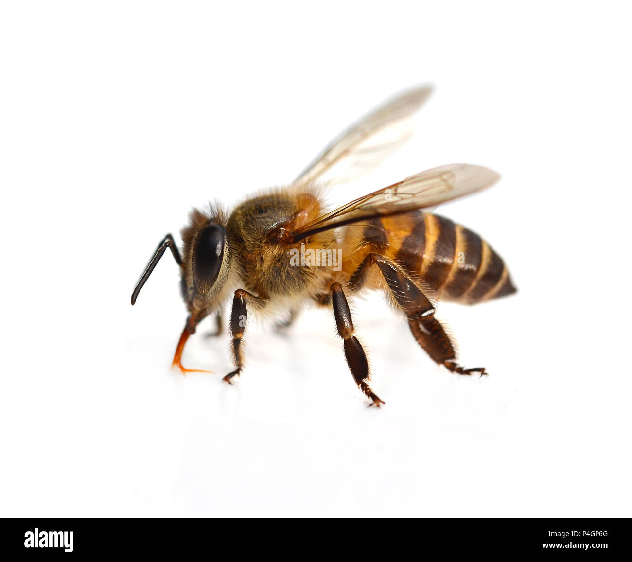bee isolated on the white Stock Photo - Alamy
