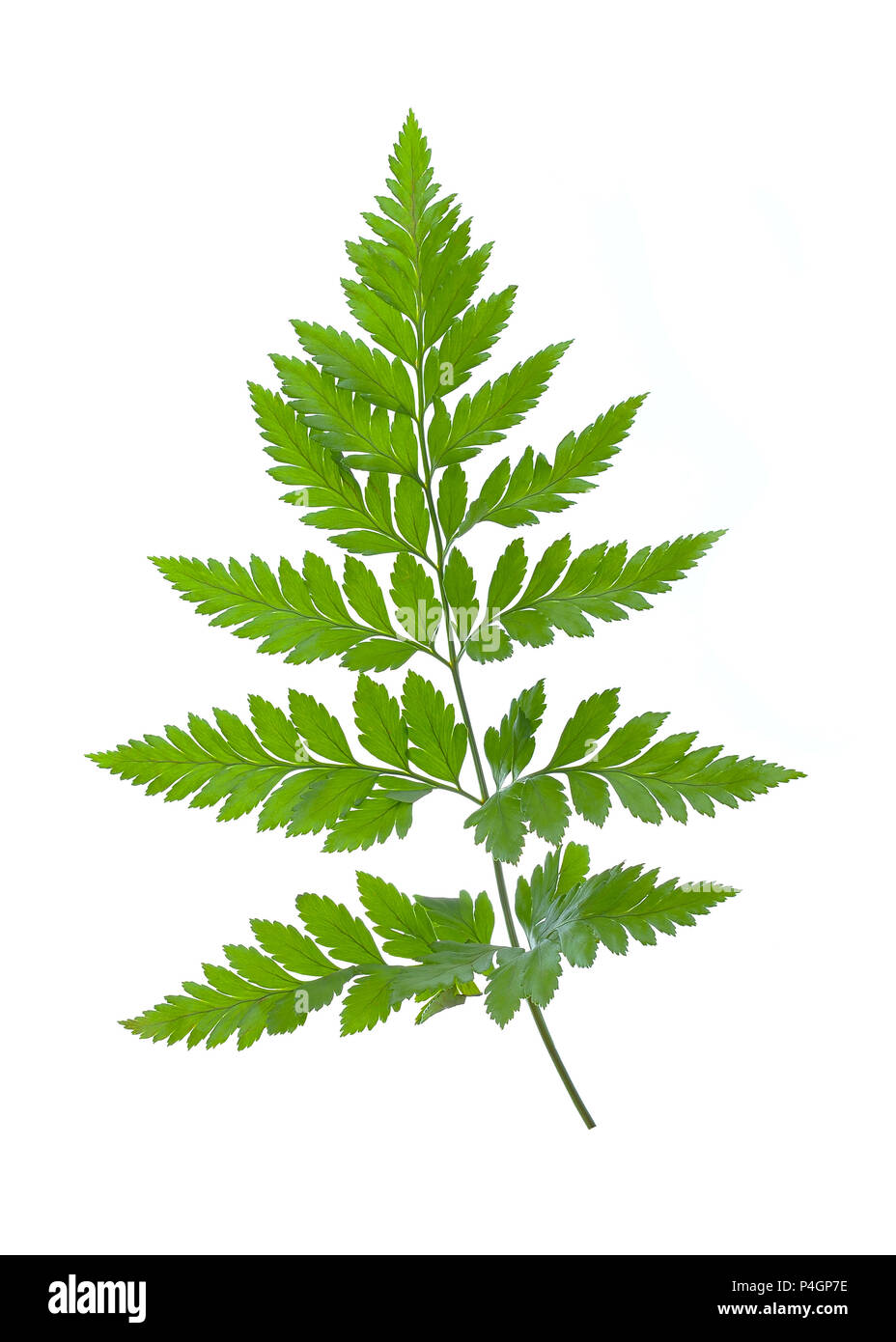 Green fern leaf macro Cut Out Stock Images & Pictures - Alamy