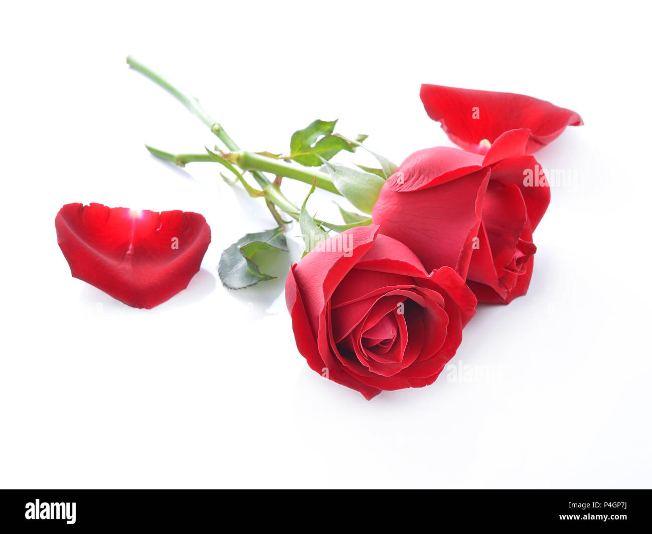 red rose isolated on white background Stock Photo - Alamy