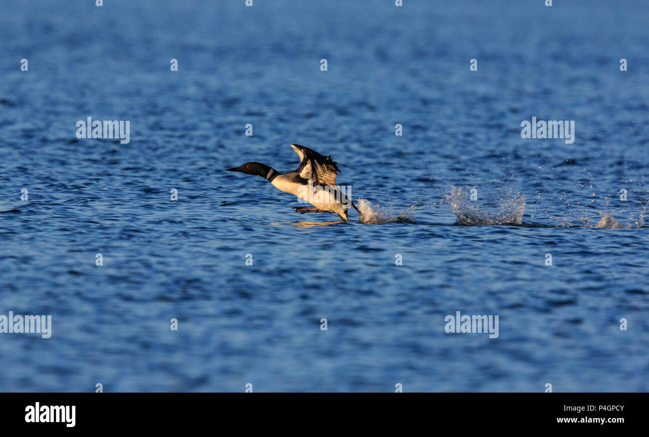 Common loon ( Gavia immer) taking off Stock Photo - Alamy