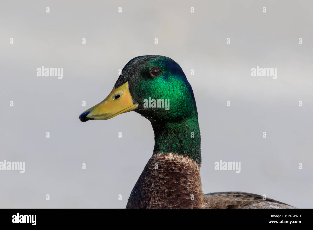 Male mallard head hi-res stock photography and images - Alamy