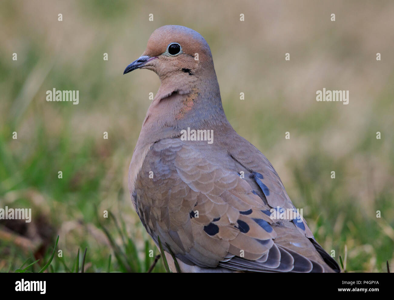 Mourning dove (Zenaida macroura) on the ground Stock Photo - Alamy
