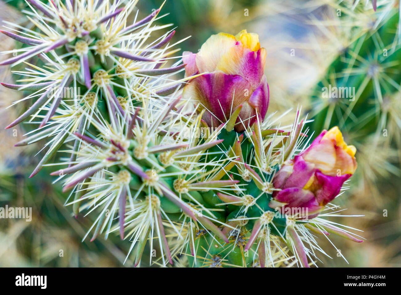 Beauty of thorns hi-res stock photography and images - Alamy