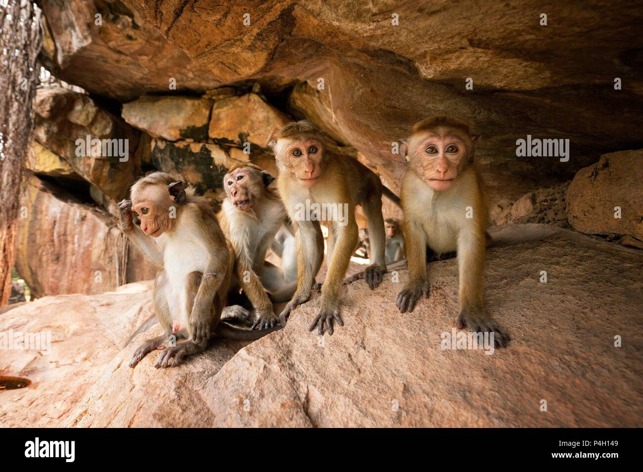 Original Film Title: MONKEY KINGDOM. English Title: MONKEY KINGDOM ...