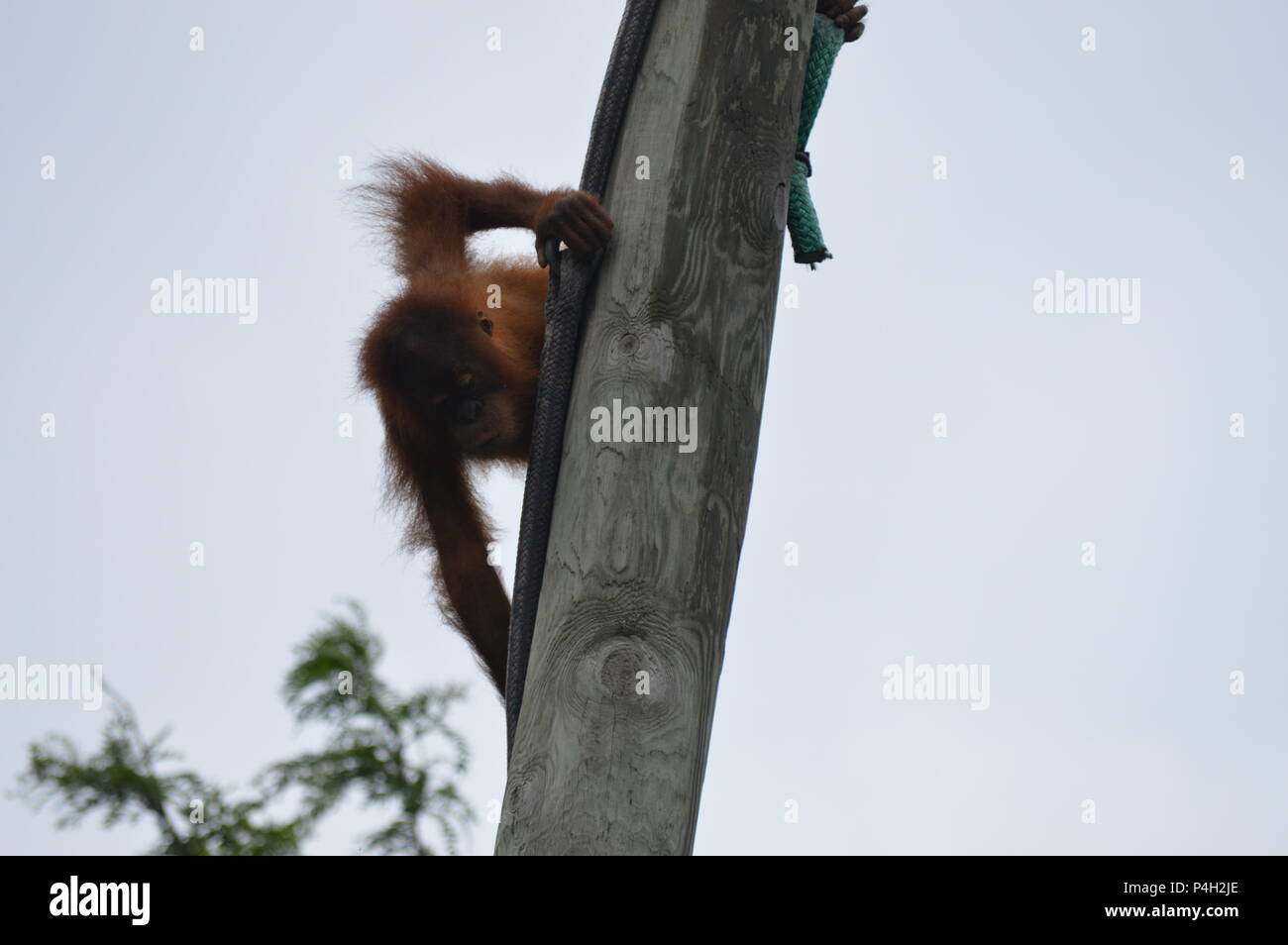 Baby orangutan climbing a post Stock Photo - Alamy
