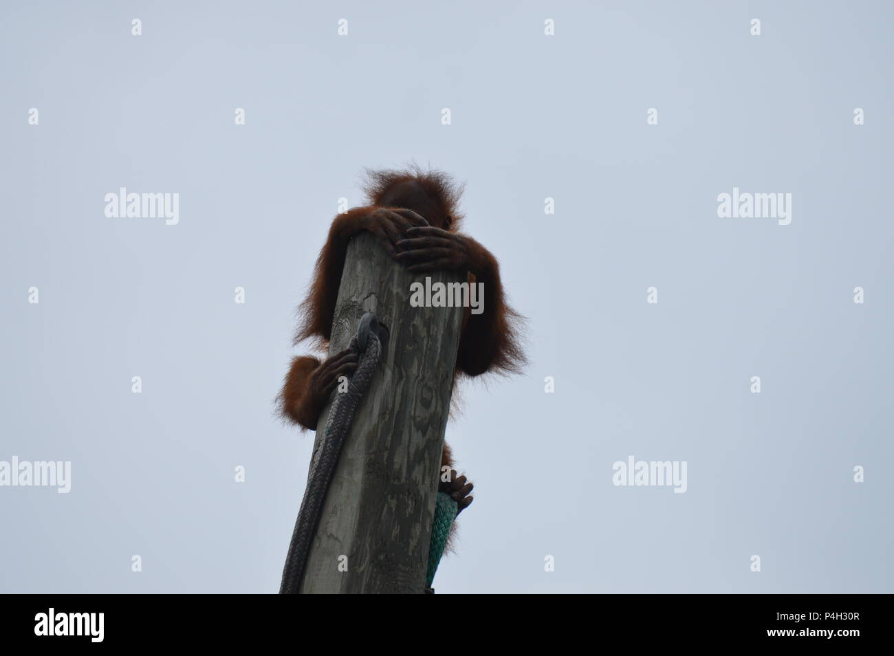 Baby orangutan climbing a post Stock Photo - Alamy