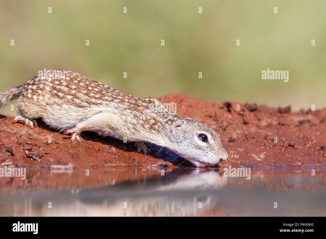 Great Plains Animals