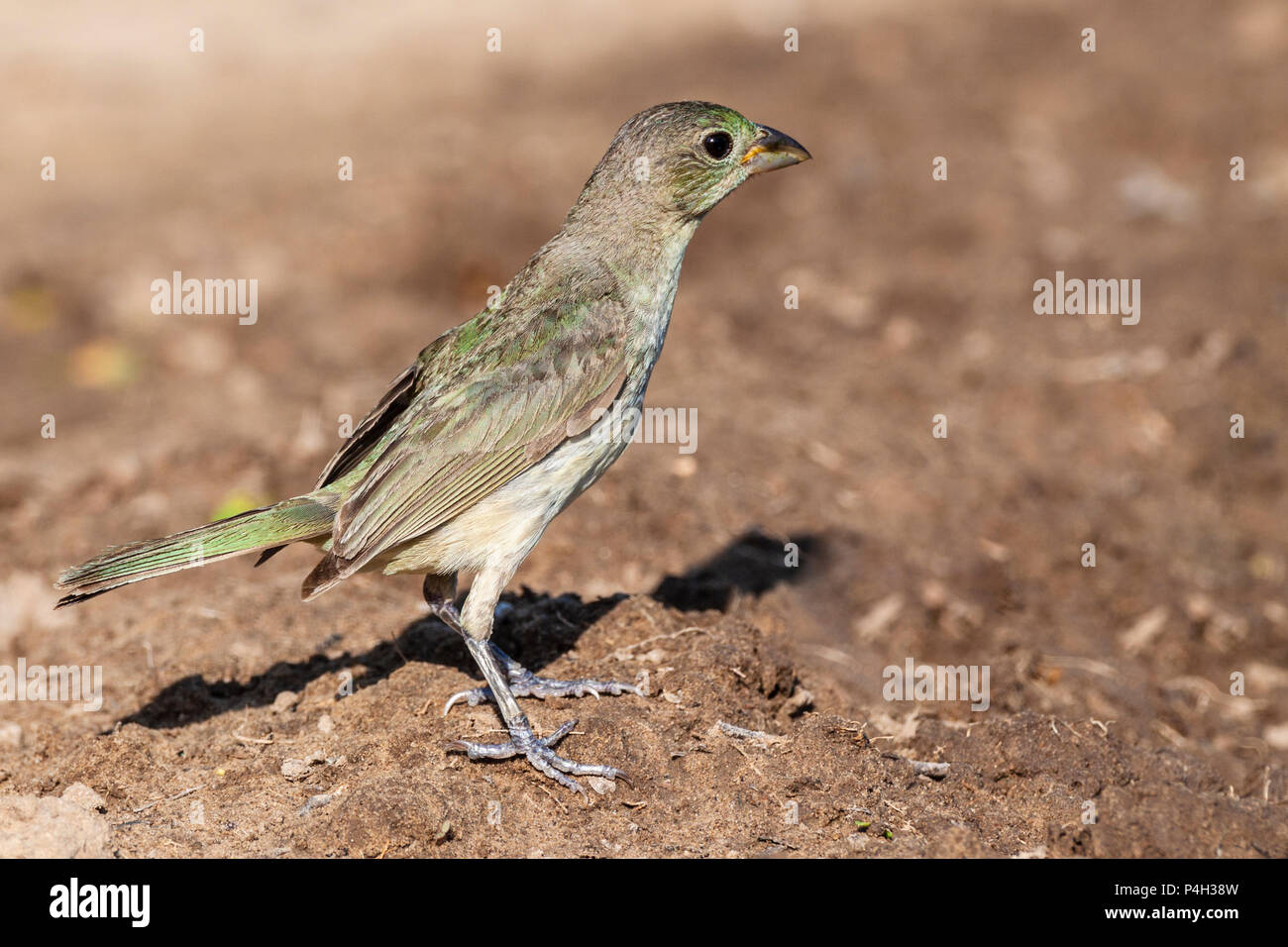 Female painted bunting hi-res stock photography and images - Alamy