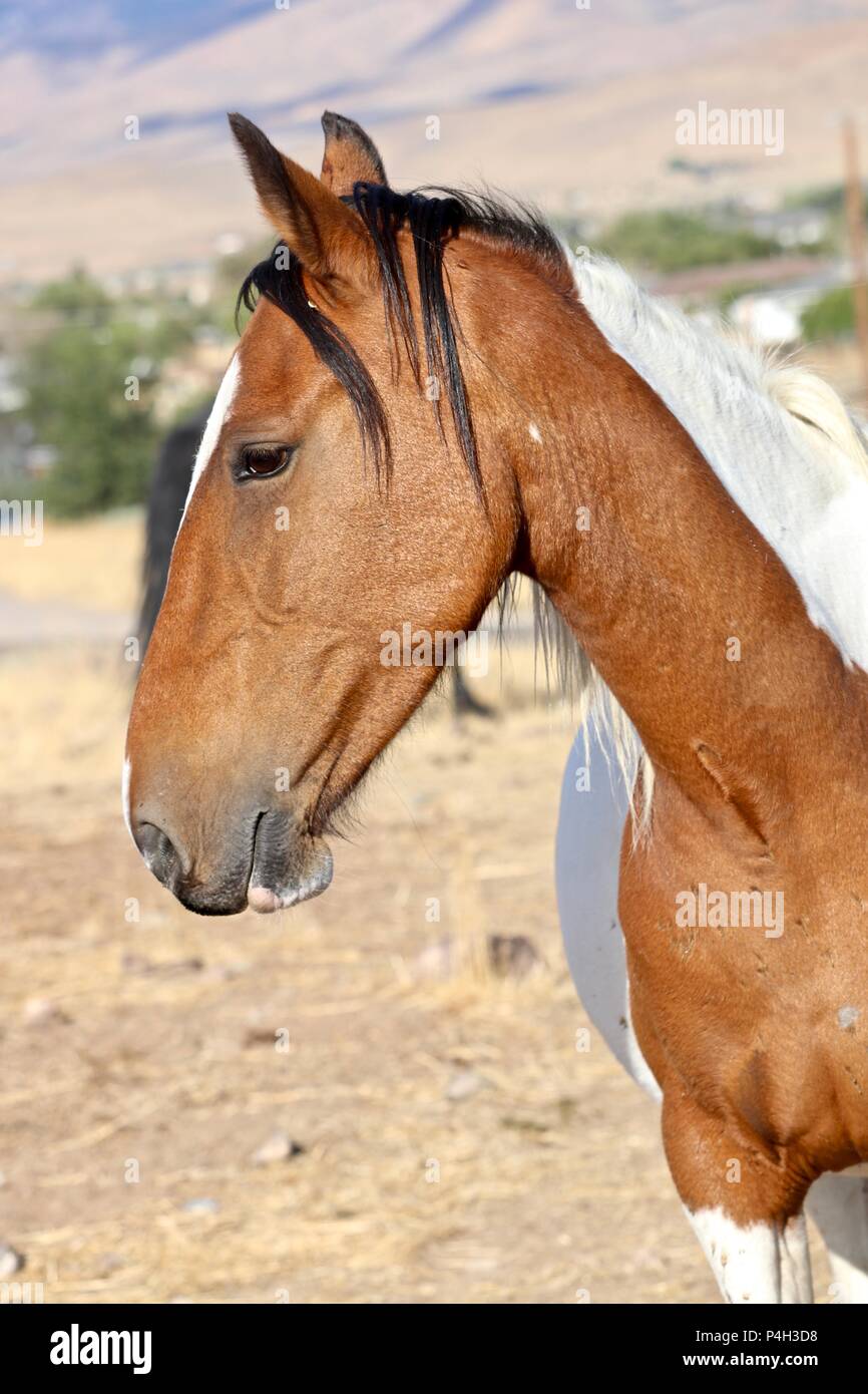 Wild horses of Nevada, American wild mustang horses in the high desert ...