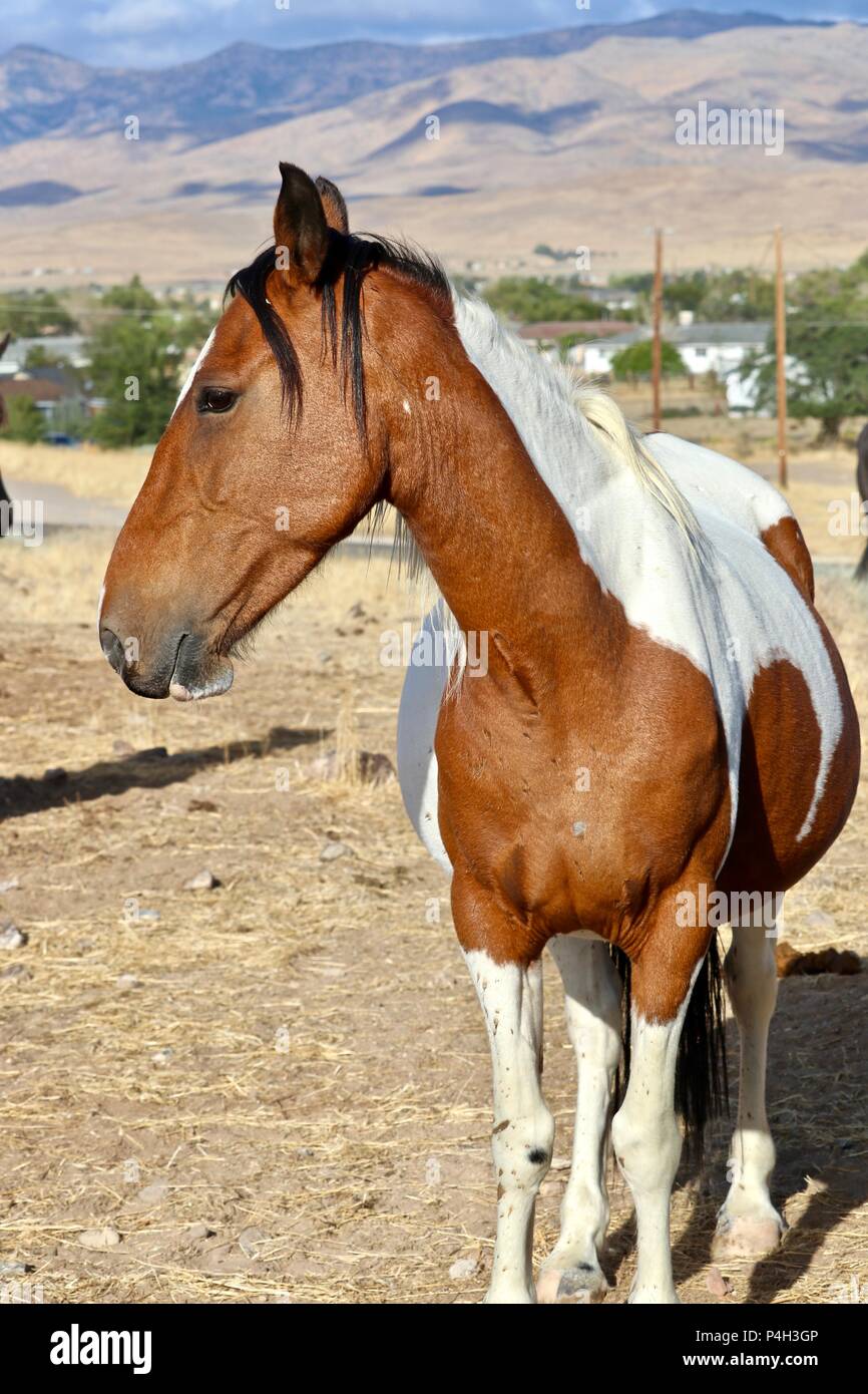 Wild horses of Nevada, American wild mustang horses in the high desert ...
