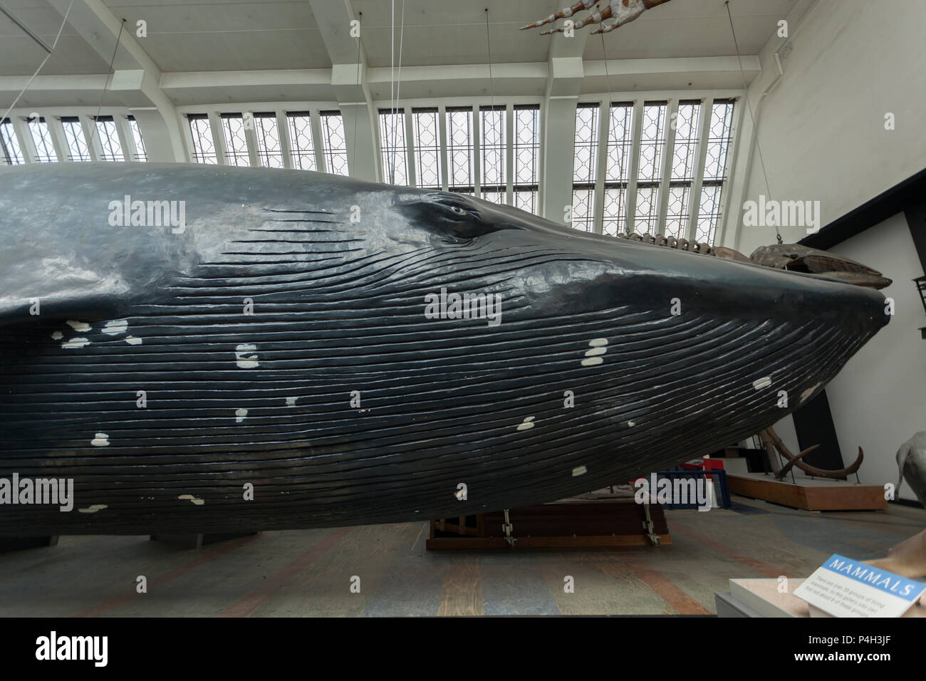 Blue whale life sized model hi-res stock photography and images - Alamy