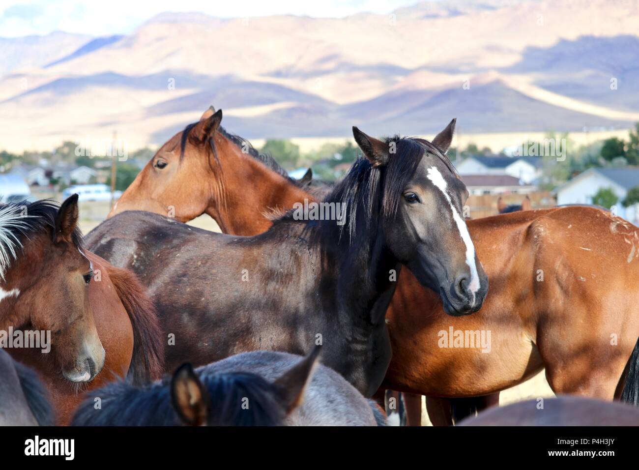 Wild horses of Nevada, American wild mustang horses in the high desert ...
